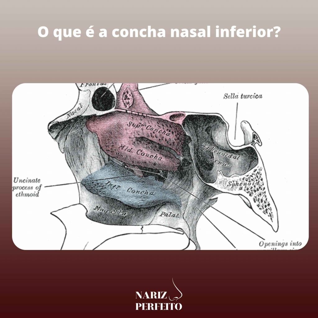 O Que A Concha Nasal Inferior E Sua Principal Fun o O Que A Concha Nasal Inferior E Sua Principal Fun o